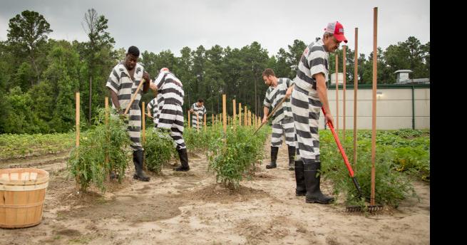 Jail inmates working, watching garden grow | Local & State ...