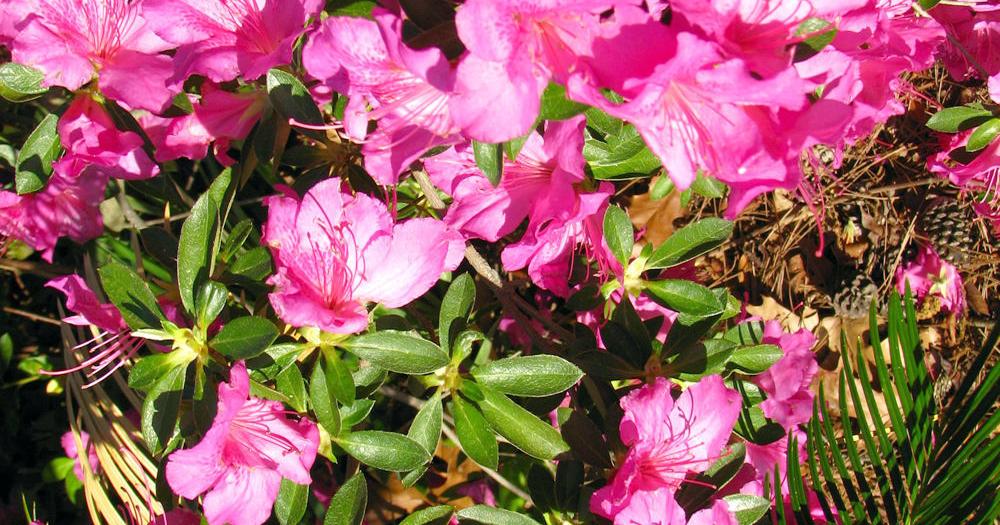 ANGELINA MASTER GARDENERS: Spring bloomers in plant sale | Life ...