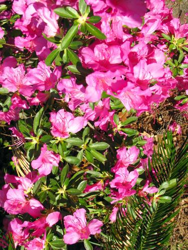 ANGELINA MASTER GARDENERS: Spring bloomers in plant sale | Life ...