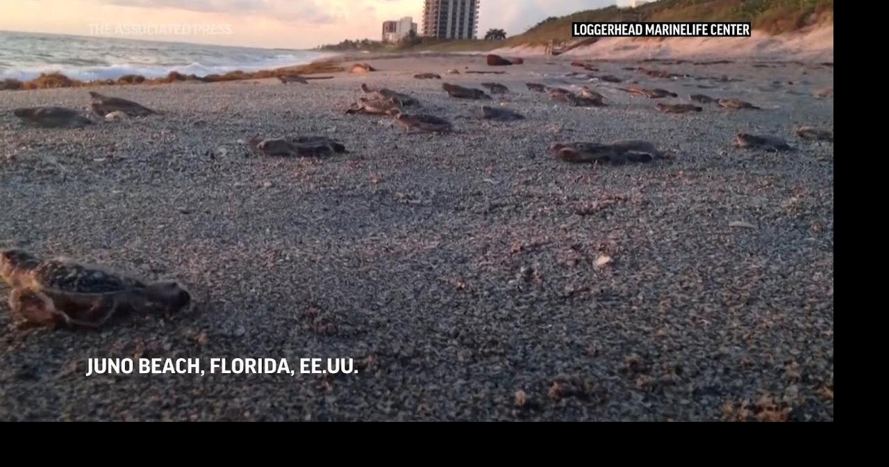 EE.UU. registra récords de nidos de tortuga marina, a pesar de la ...