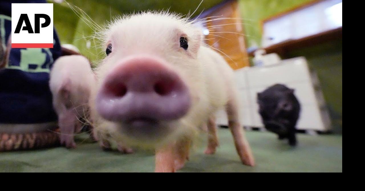Why cuddling a pig might be good for you | Ap Video | lufkindailynews.com