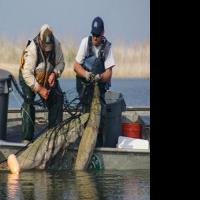 Year of the gar: TPWD biologists up to their knees in gar guts as ...