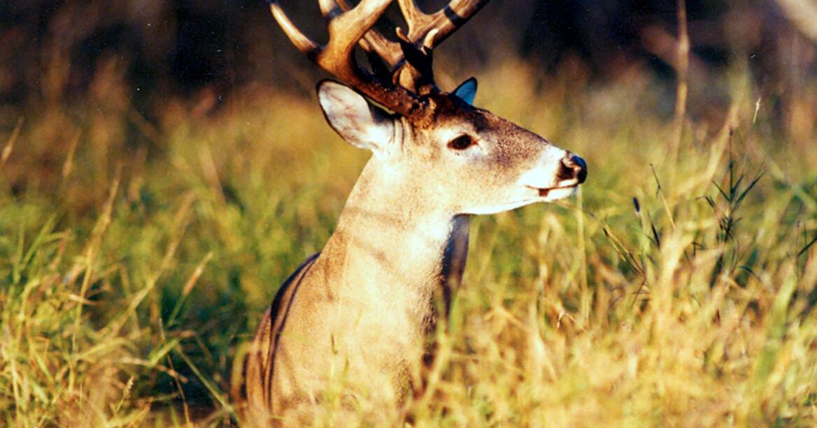 Time to Draw: More TPWD drawn hunt application deadlines approaching ...