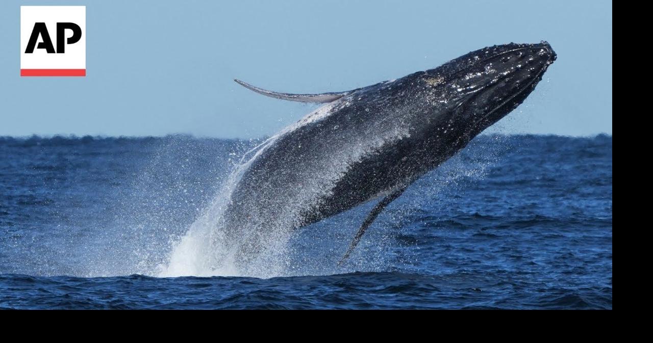 Commuter traffic stops for whales on Australia's humpback highway | Ap ...