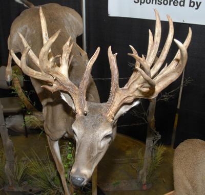 non typical buck record