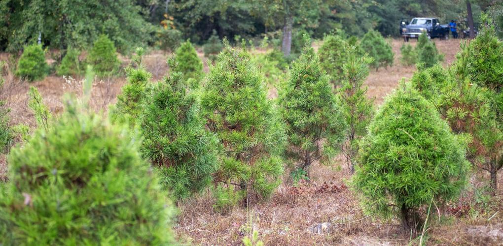 Picking the Perfect Tree: ETX Tree Farmers Are Keeping It Real | Charm ...