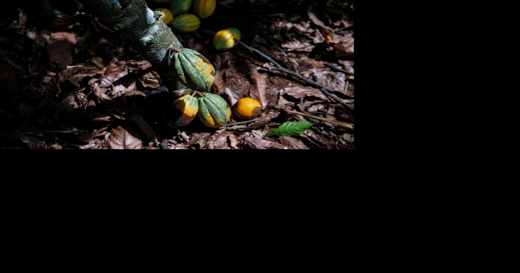 Ivory Coast will buy unsold cocoa stocks as prices plunge ...