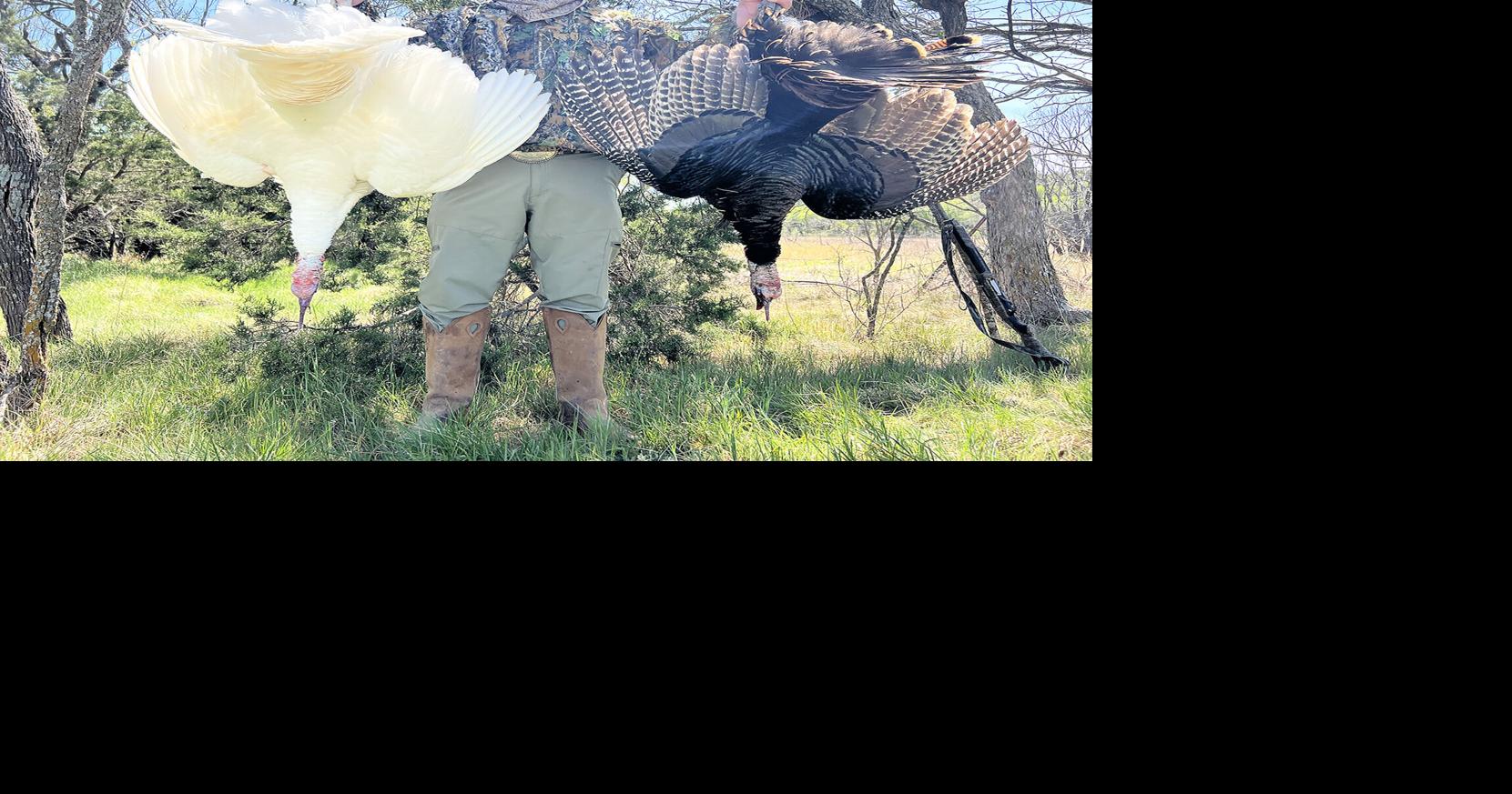 Texas turkey hunter bags rare all-white gobbler, testing on tap to ...