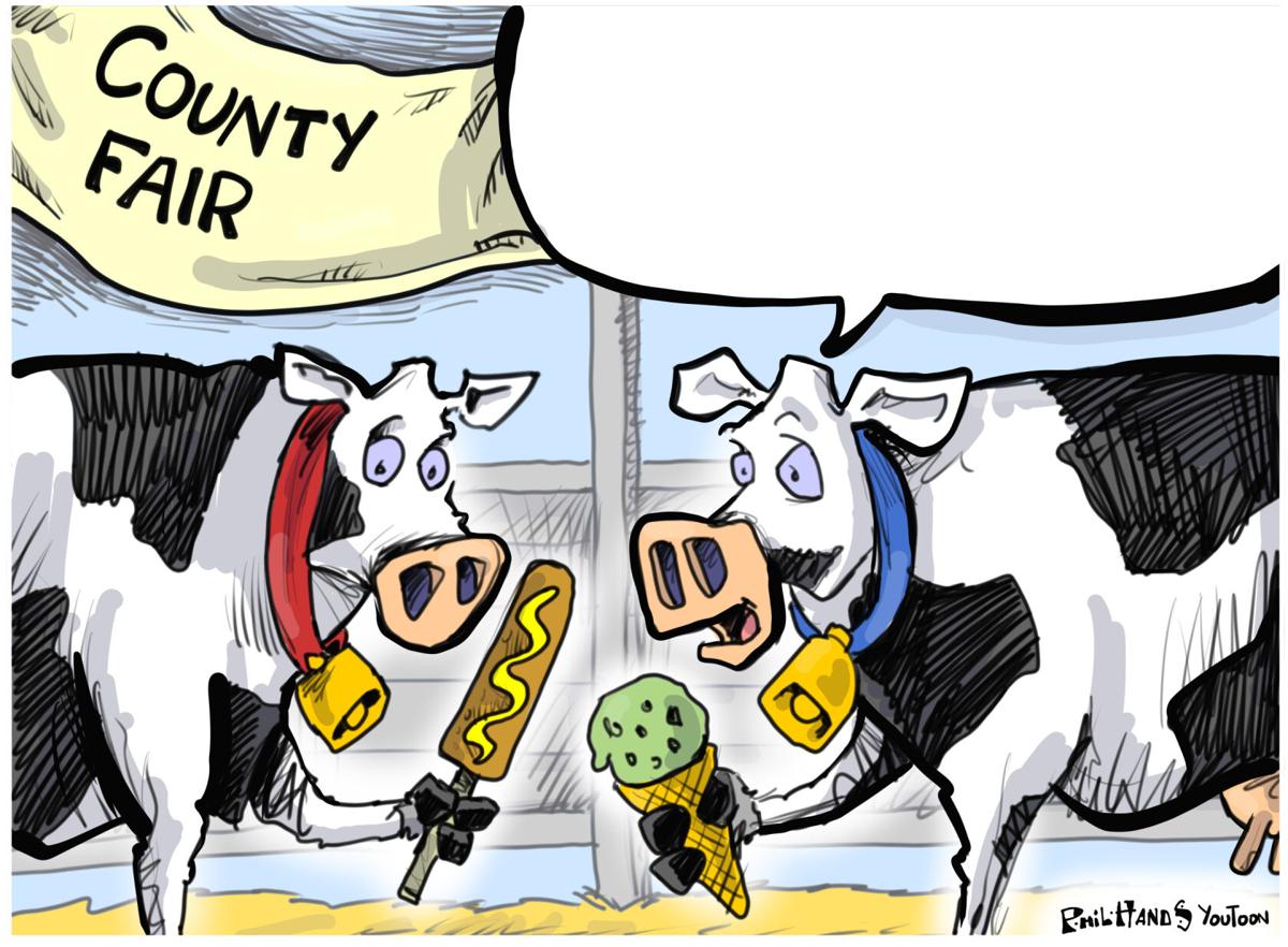 Cows snack at county fair in this week's You Toon contest