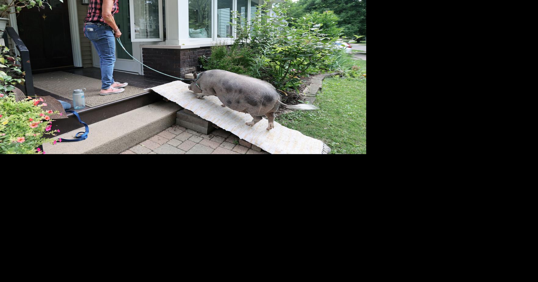 Madison changes rules so Rudi the pig can stay in city
