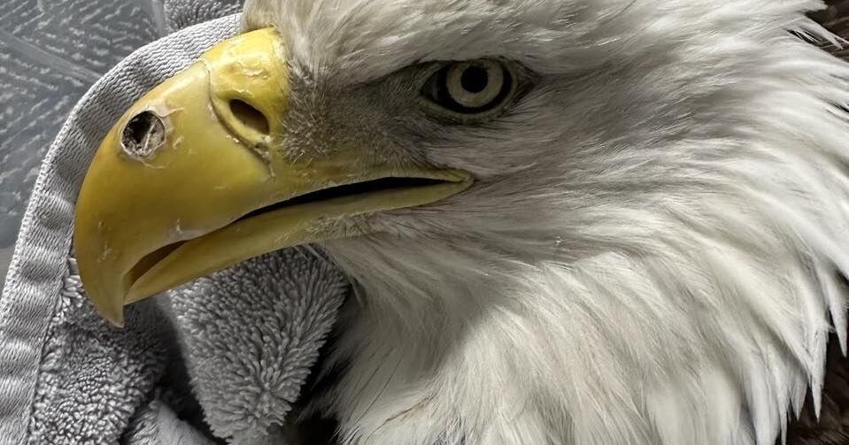 Bald eagle dies after being shot in Dane County