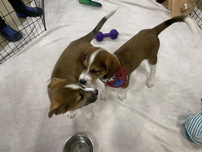 Cat and dogs in foster care hope seek second chances