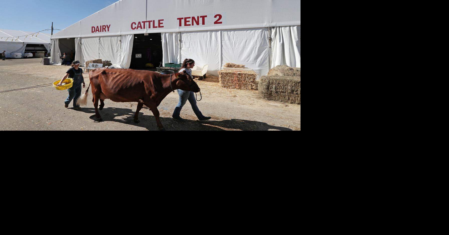 Jim Mulhern: Let dairy farms compete for immigrant guest workers