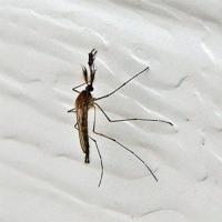 Those swarms of bugs are midges, not mayflies