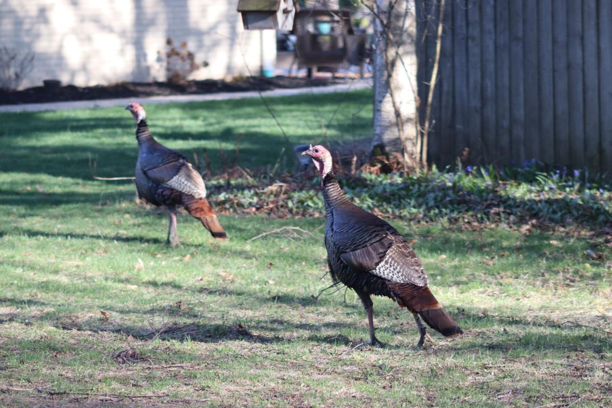 'Turkey terrorists' in southeastern Wisconsin: Residents decry attacks ...