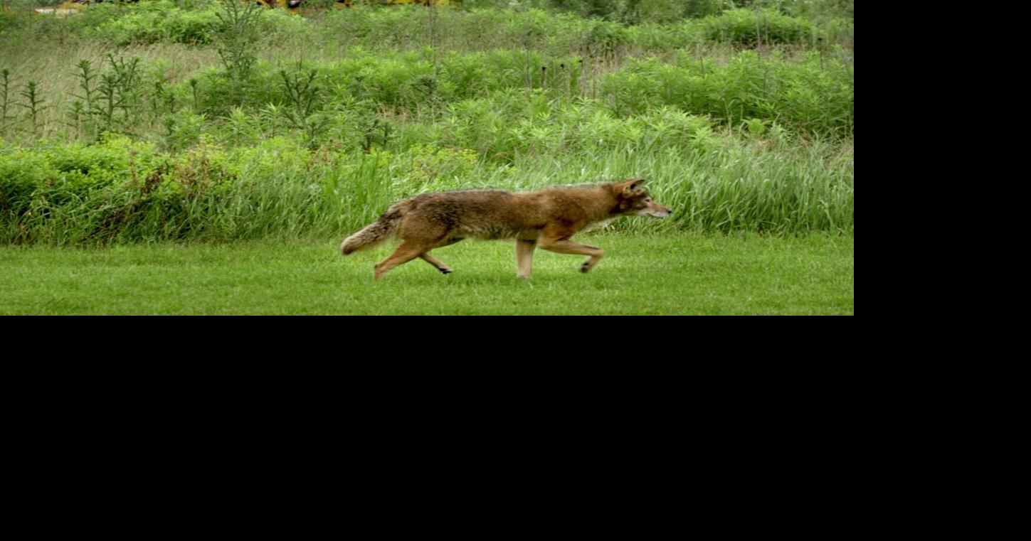 Coyotes at home in the city — David Drake, Bret Shaw and Mary Magnuson
