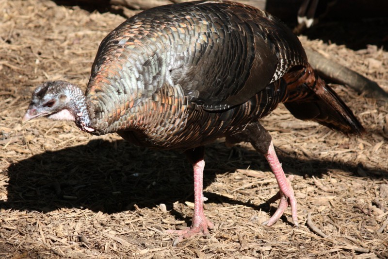 Odd Wisconsin: The strange tale of the Thanksgiving turkeys