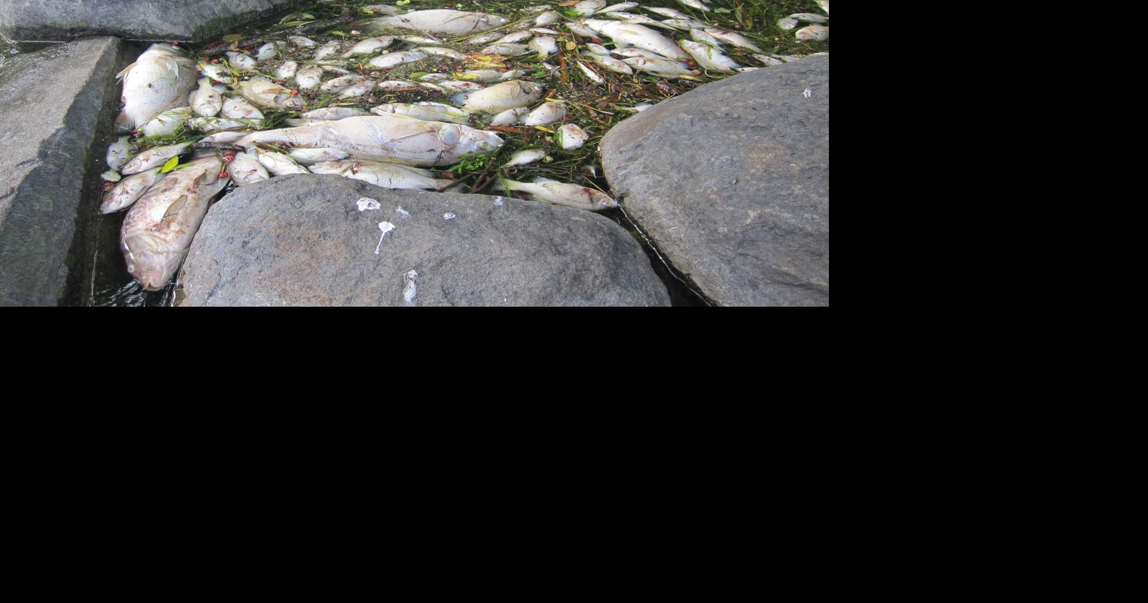 Fish kill on Madison's lakes likely caused by rapid rise in water ...