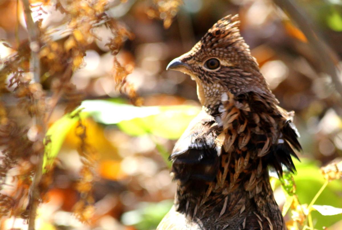 Jerry Davis: Hunting ruffed grouse in northern Wisconsin one of many ...