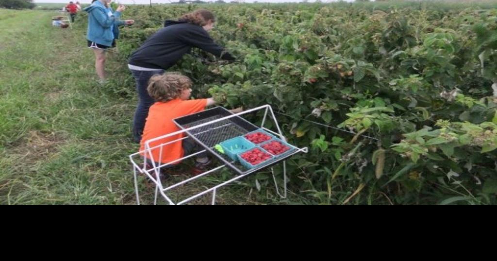 Faced with a new invasive fly, some Wisconsin raspberry growers give up