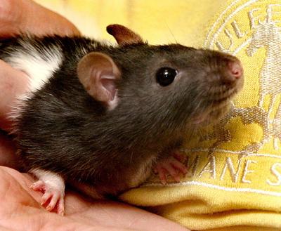 Oh, rats! Rodent problem gnawing at Madison neighborhoods