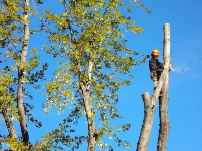 Accurate Tree Service