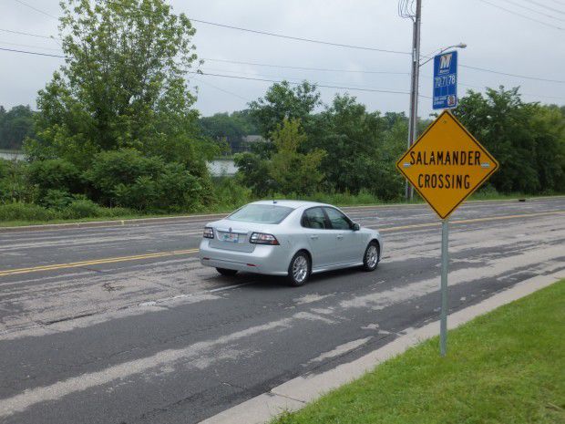 Just Ask Us: What's with the 'salamander crossing' sign in Middleton?