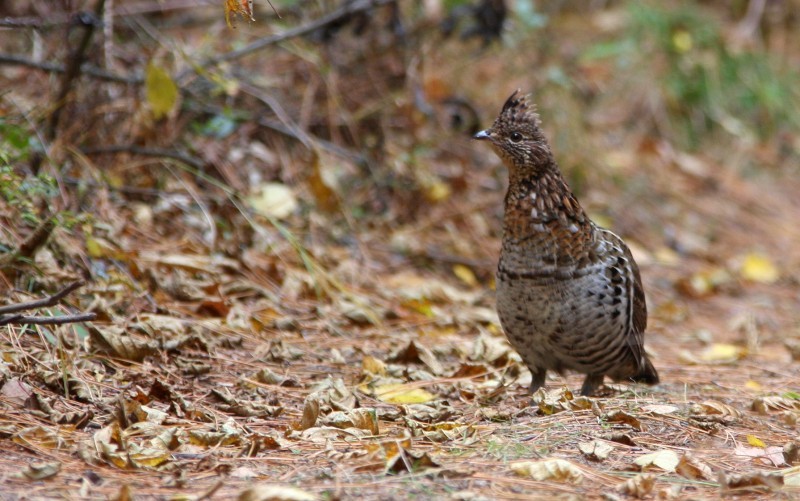 Jerry Davis: Grouse numbers decent in the North Woods