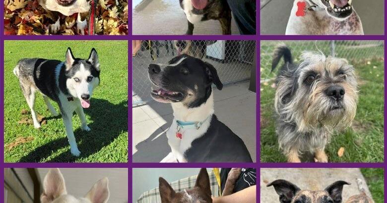 Nae Nae and Big Boy – Pets of the Week