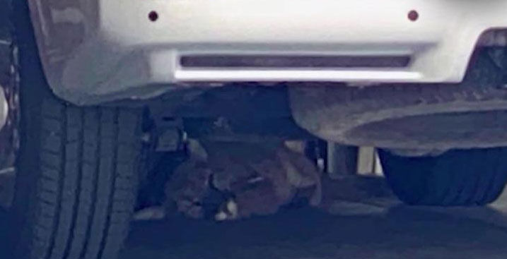 Mountain lion found taking cat nap under SUV