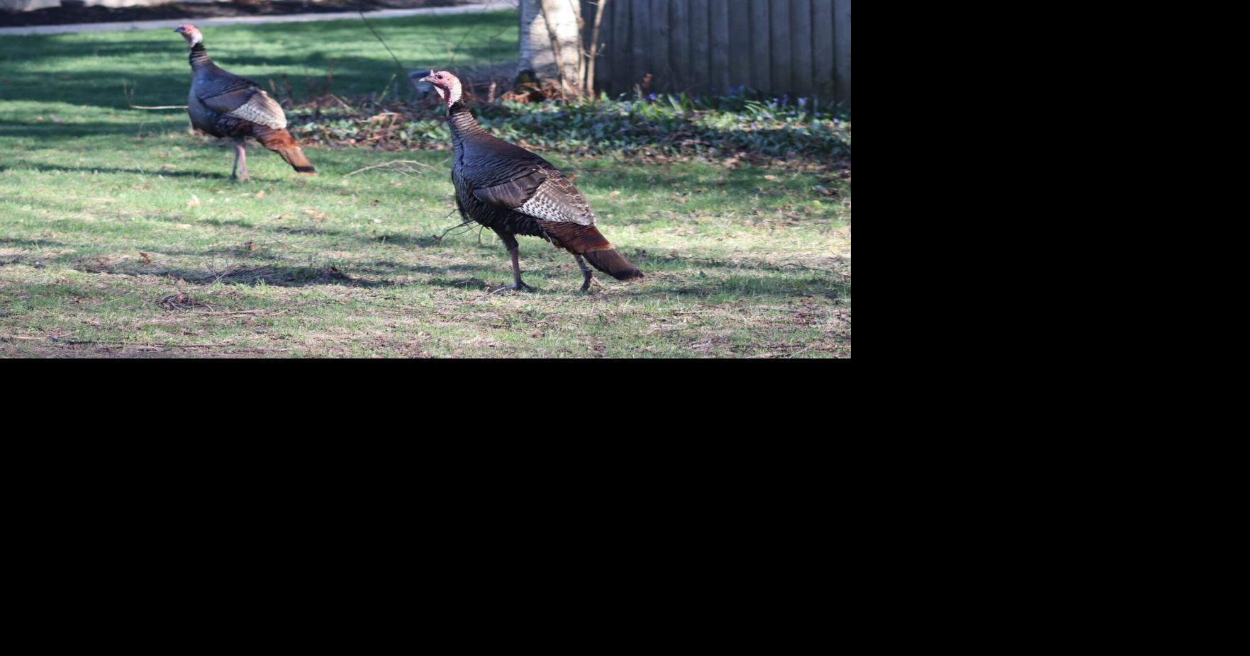 'Turkey terrorists' in southeastern Wisconsin: Residents decry attacks ...