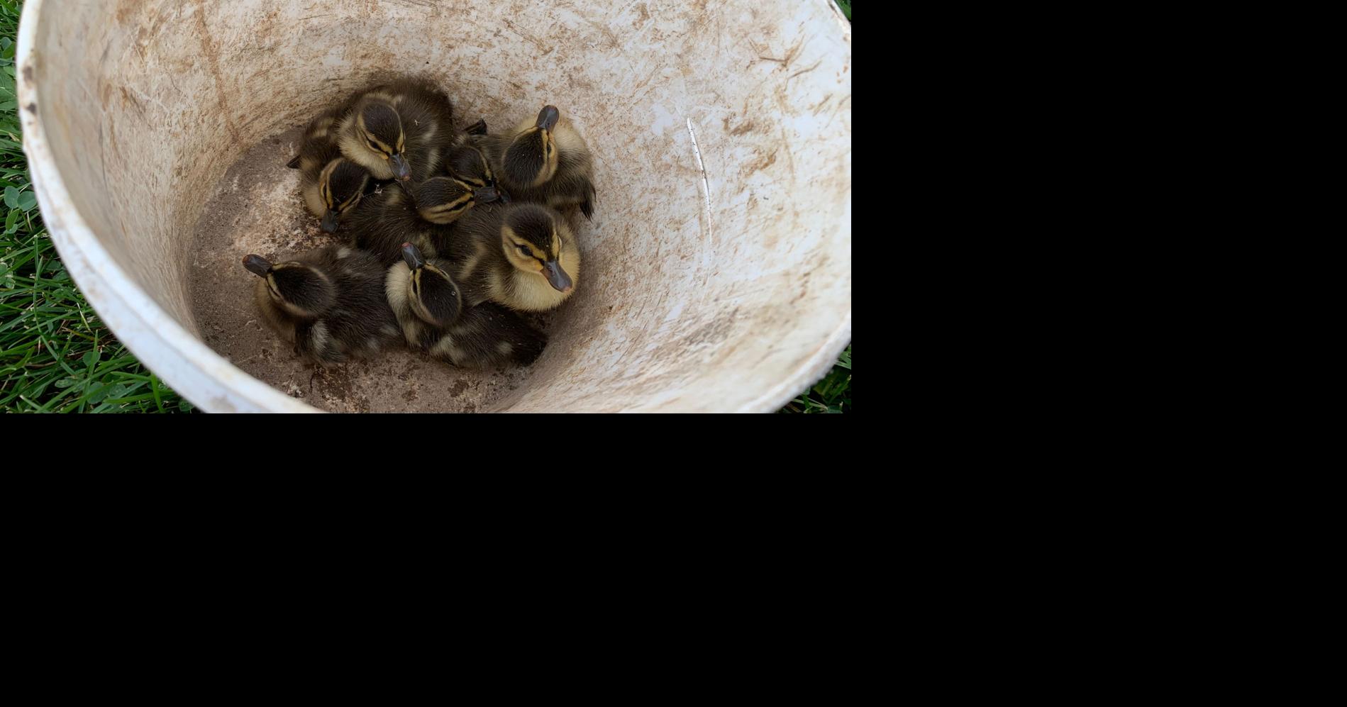 Duckling detour: Three men to the rescue when baby ducks fall into ...