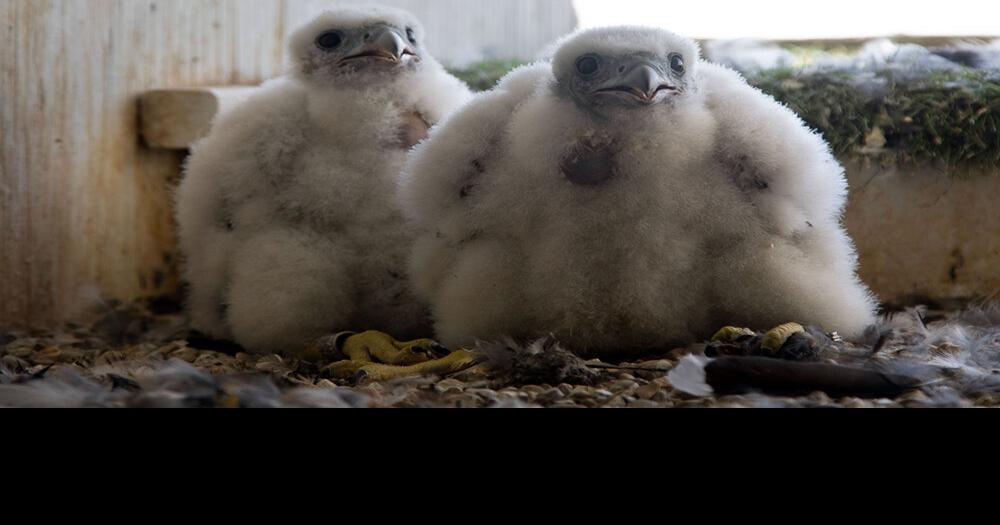 In naming 2 Madison falcons, MGE went about as Wisconsin as you can get