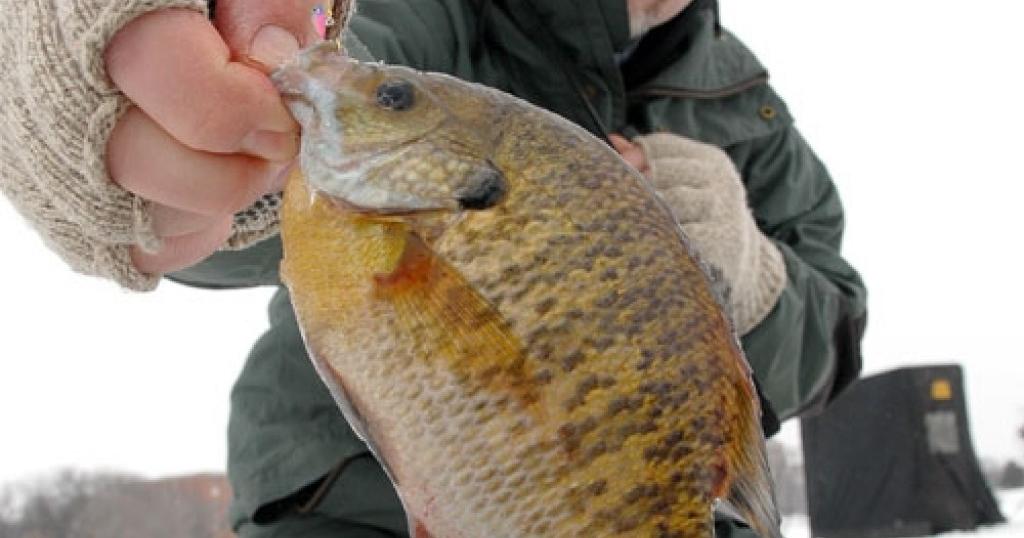 Gary Engberg: Early ice fishing for Wisconsin panfish