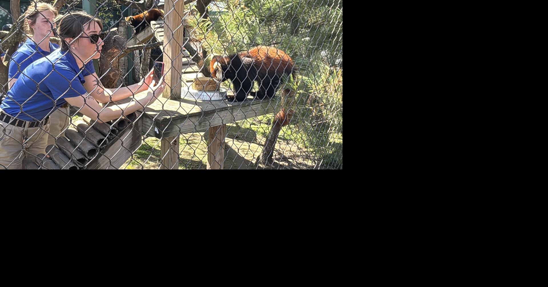 See Bandit the red panda enjoy its farewell cake