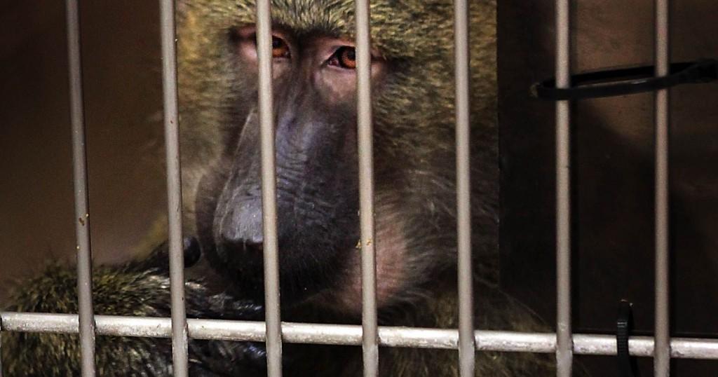 Man who housed baboon had run-ins with police over alligators, snakes