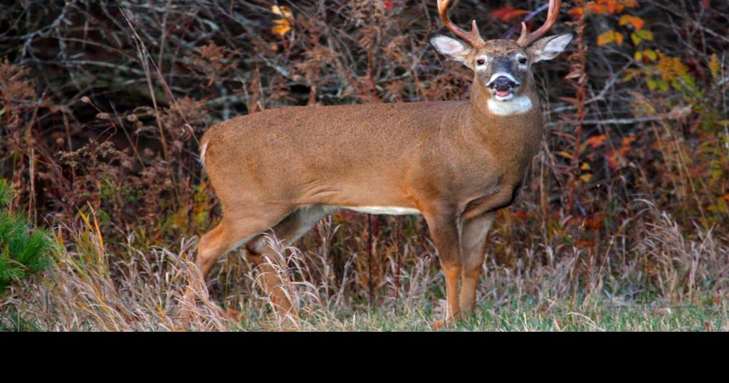 Hunters expected in full force at DNR's deer management meetings