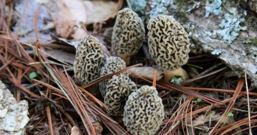 In season: Morels