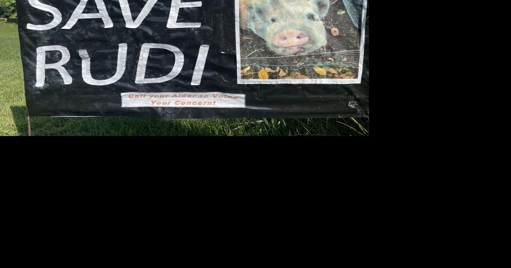 Rudi the pig gets community support in Madison