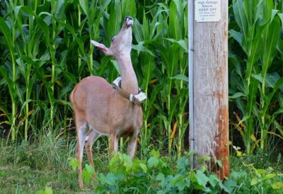 Jerry Davis' DeerTrails: Try to find the humor in your deer hunt