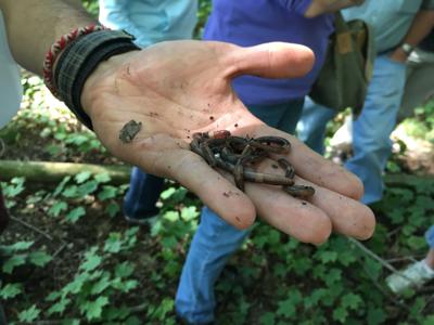 No damage to vegetation by jumping worms shown yet, but invasion is ...