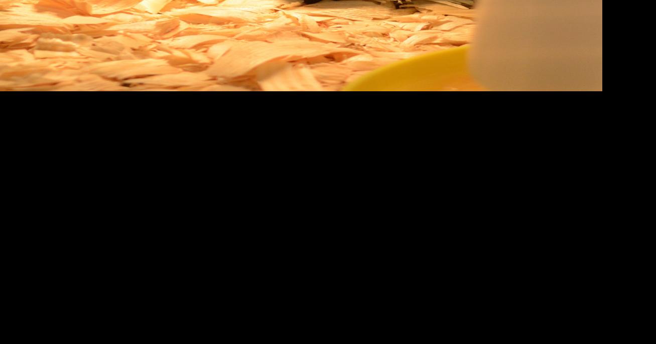 GALLERY: Chicks hatched at Baraboo Children's Museum