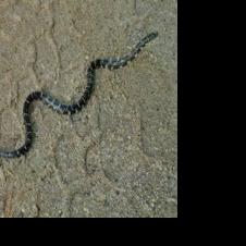 Snake! Store manager wins tug-of-snake with reptile robber