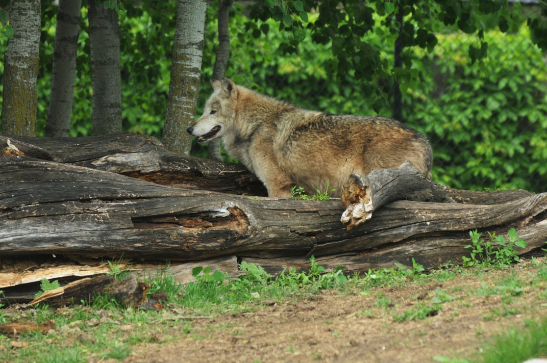 Girl bitten in the arm by caged wolf in Grant County Monday morning