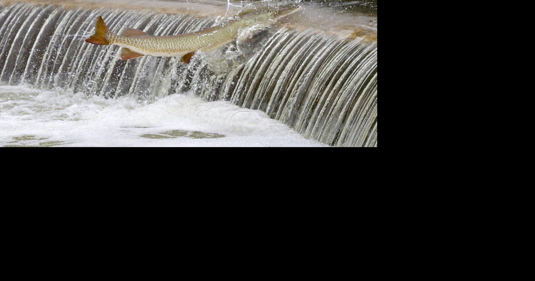 Migrating muskies in Madison