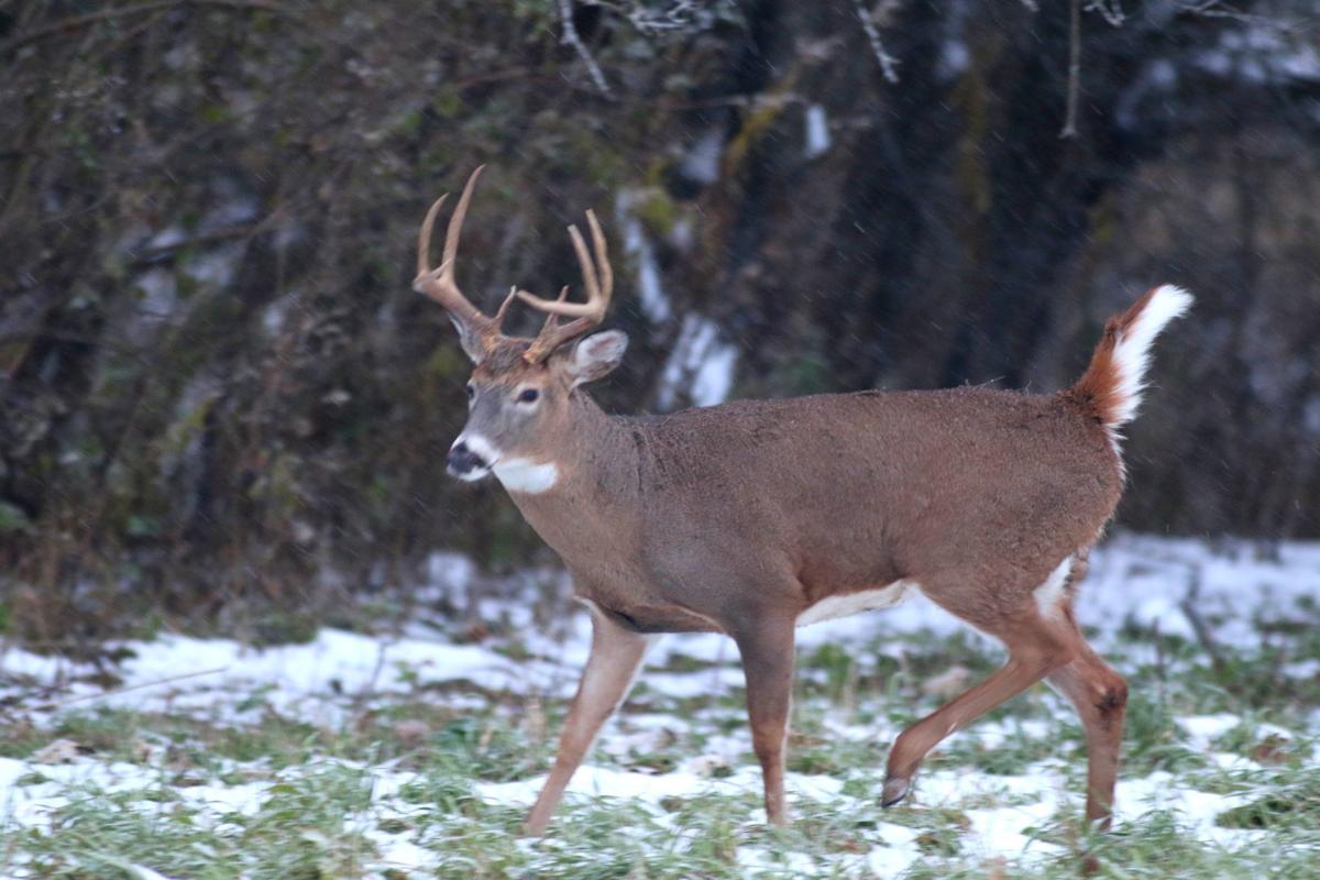 Reduced deer kill makes herd management difficult