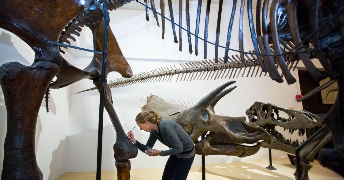 Newly discovered roots of Boaz mastodon on display at Wisconsin Science ...