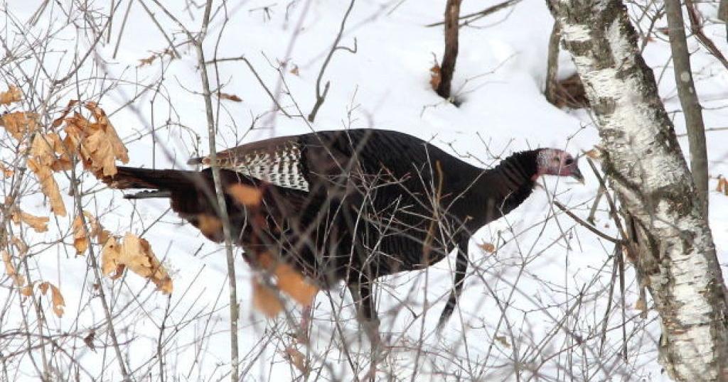 Jerry Davis: Turkey hunters gear up for permit notification