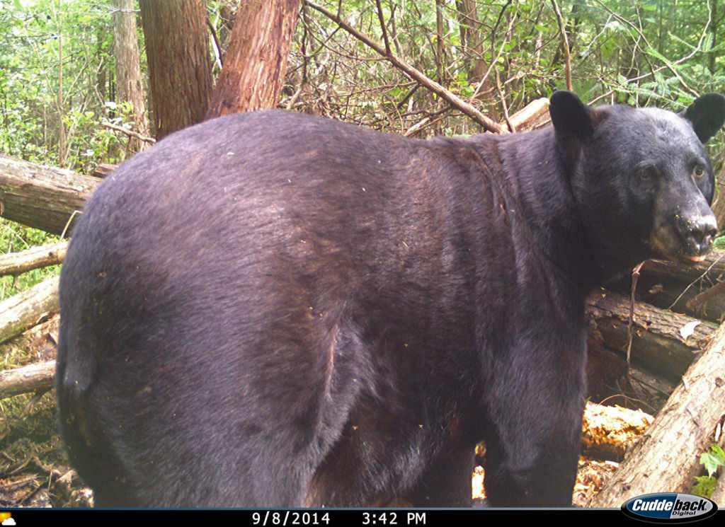 Patrick Durkin: Killing of huge bear stirs emotions, exposes prejudice