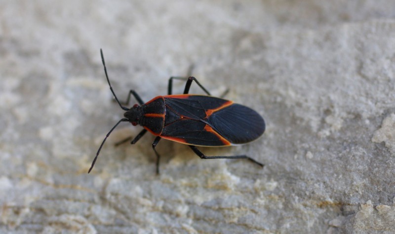 Nature's Way: Focus on box elder bugs